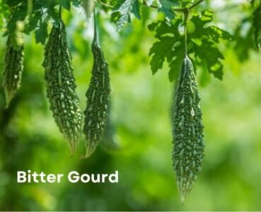 Bitter Gourd Kitchen Garden - Organo Seeds
